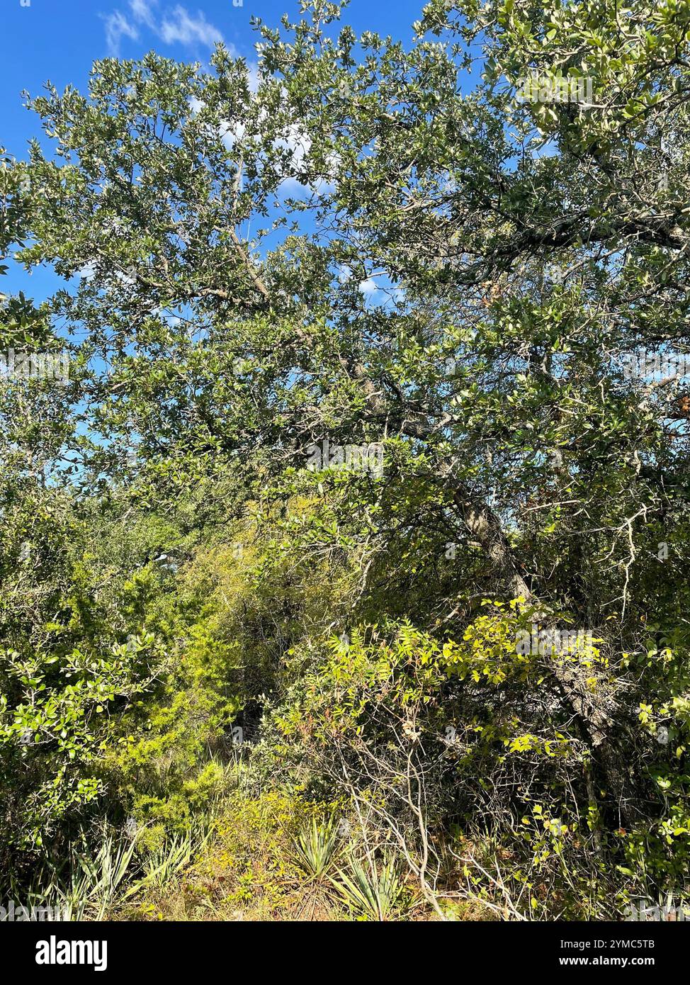 Texas live oak (Quercus fusiformis Stock Photo - Alamy