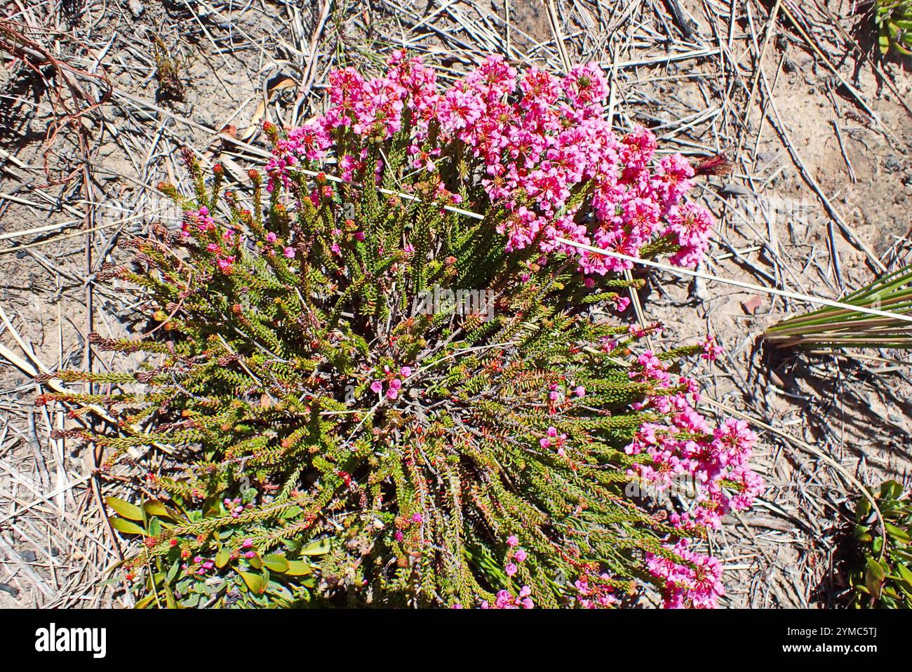 Graffiti Heath (Erica seriphiifolia Stock Photo - Alamy