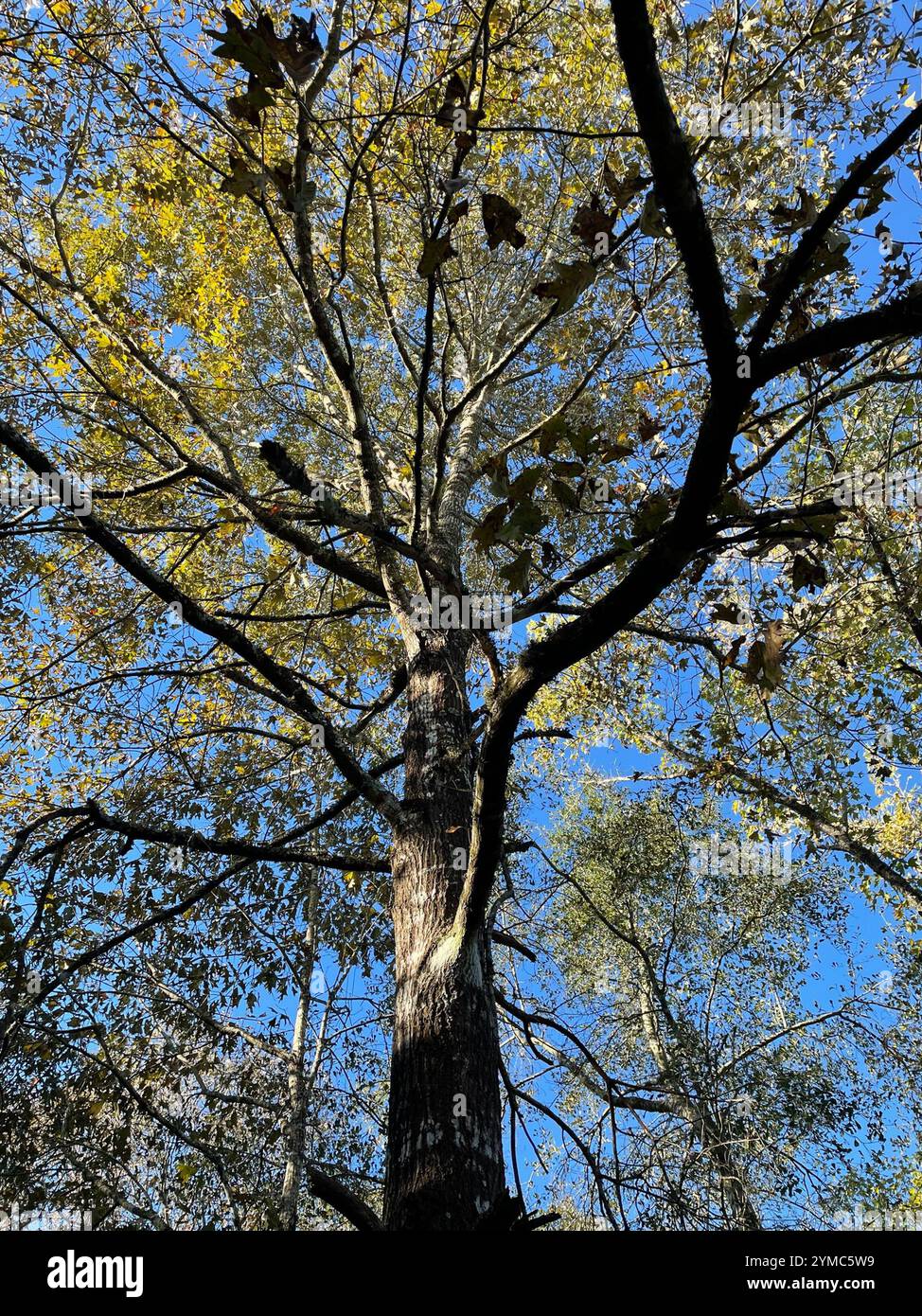 southern red oak (Quercus falcata Stock Photo - Alamy