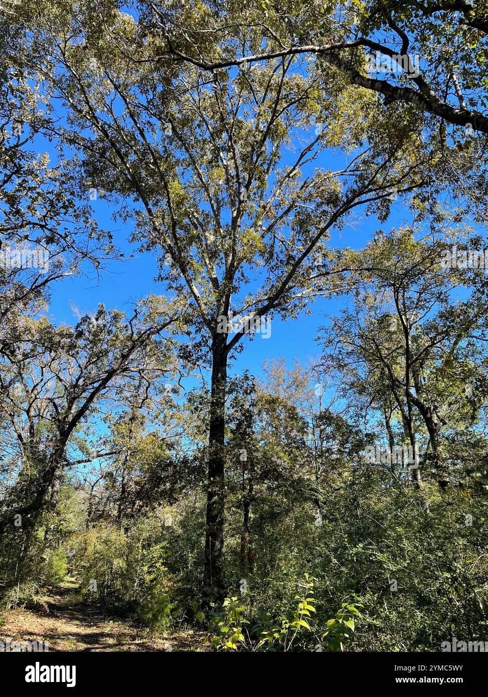 southern red oak (Quercus falcata Stock Photo - Alamy