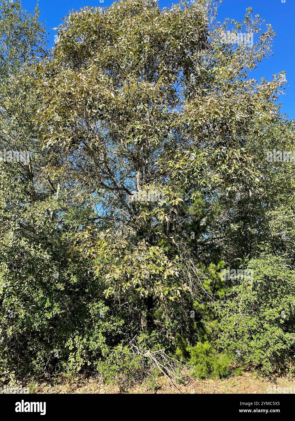 southern red oak (Quercus falcata Stock Photo - Alamy