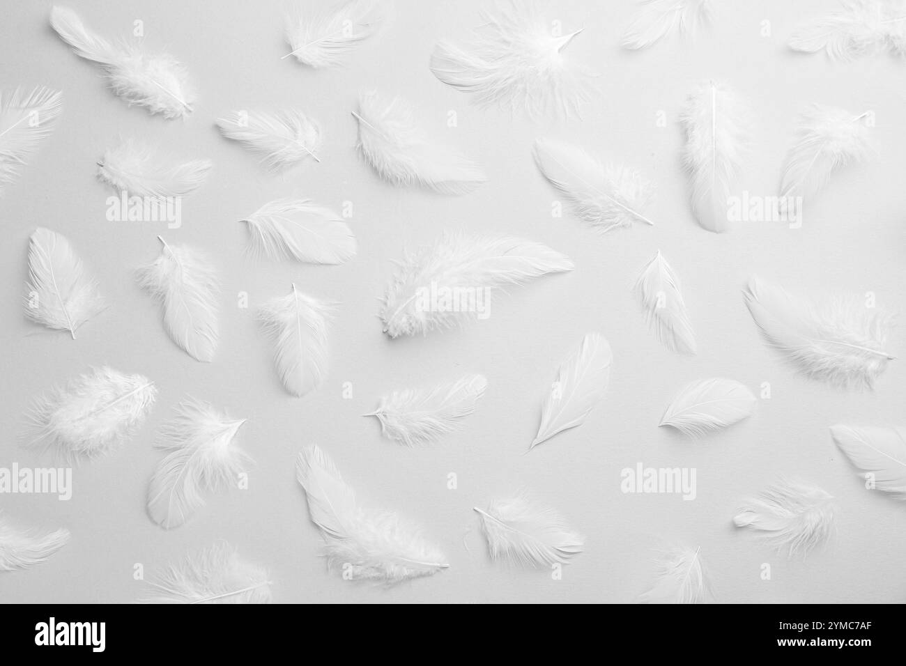 Bird of many feathers Black and White Stock Photos & Images - Alamy