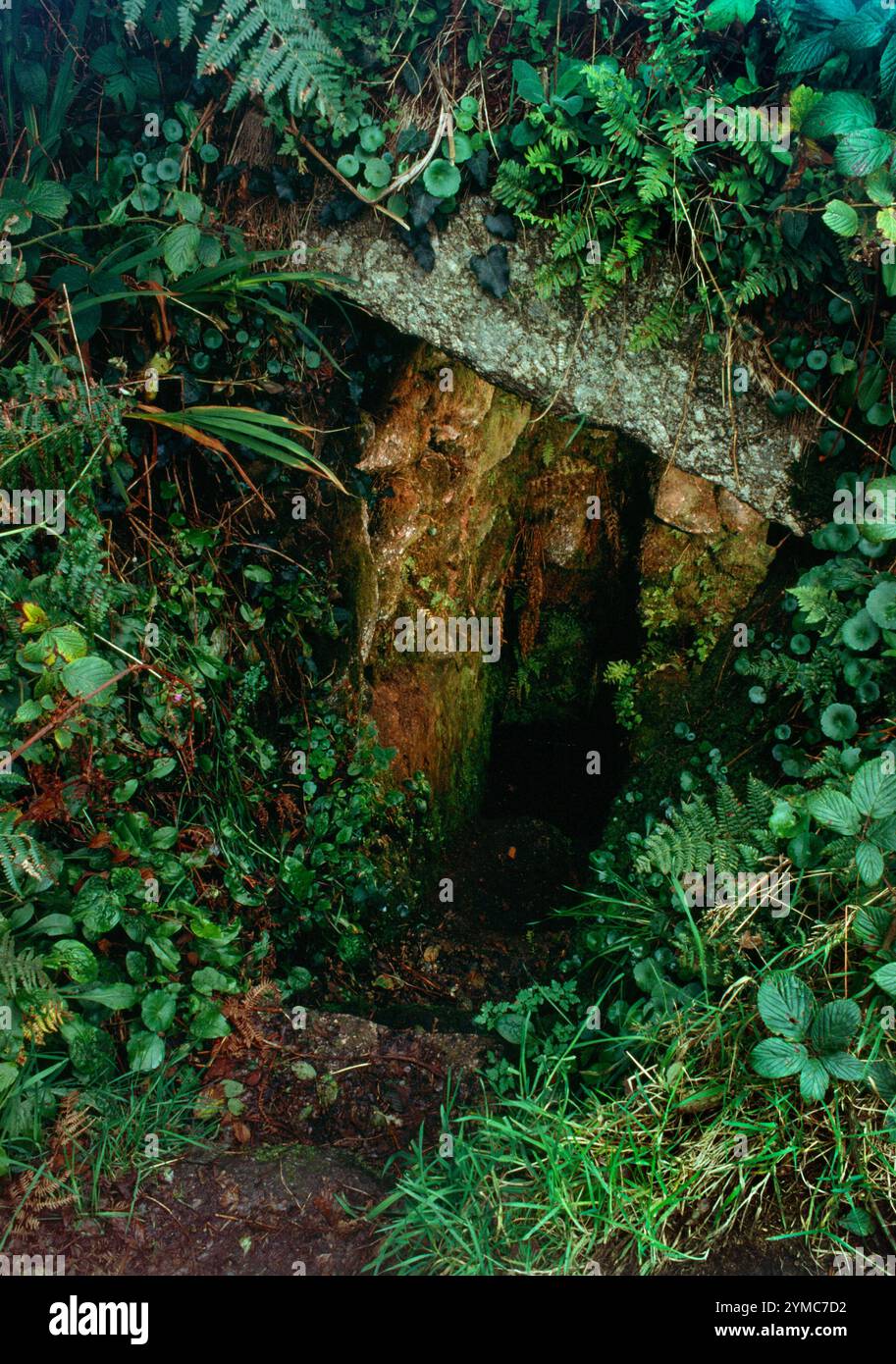 View NW down the steps into the subterranean Sancreed Holy Well on ...