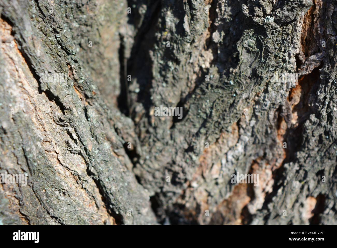 Bright colorful nature under the rays of sunlight. Old, deep tree bark ...
