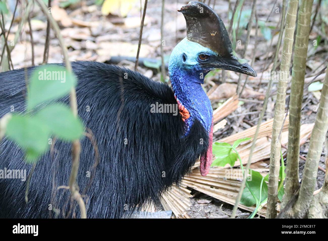 Southern Cassowary (Casuarius casuarius Stock Photo - Alamy