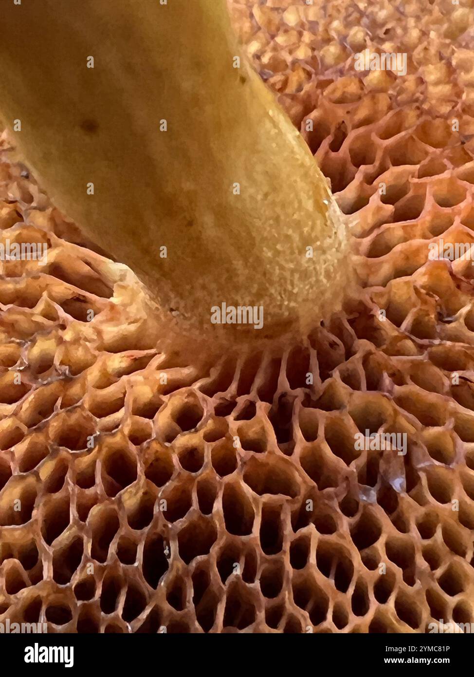 Peppery bolete hi-res stock photography and images - Alamy