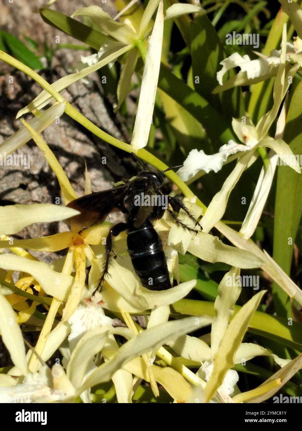 Scoliid Wasps (Scoliidae Stock Photo - Alamy