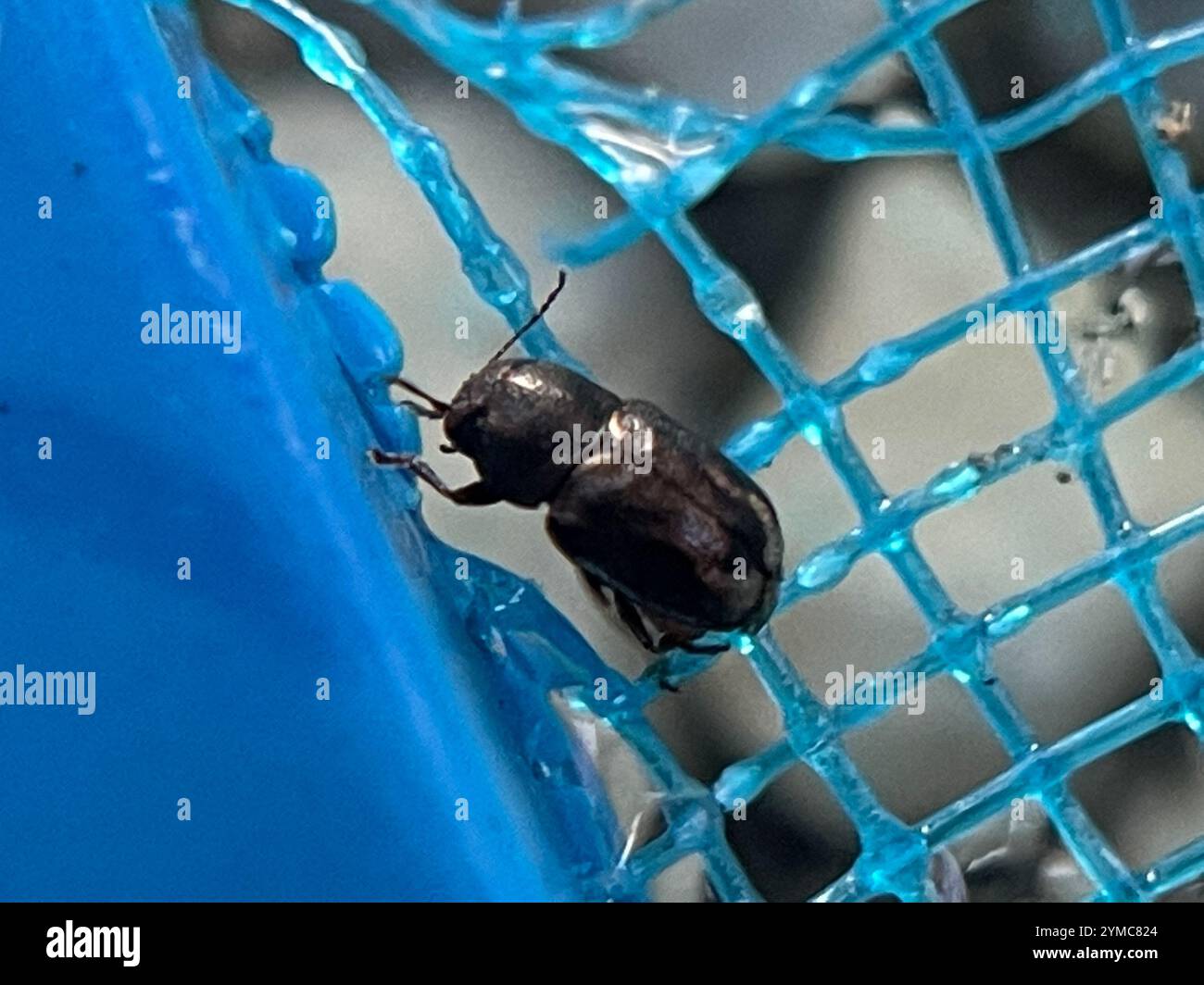 Tail-spotted Pachy (Pachybrachis hepaticus Stock Photo - Alamy