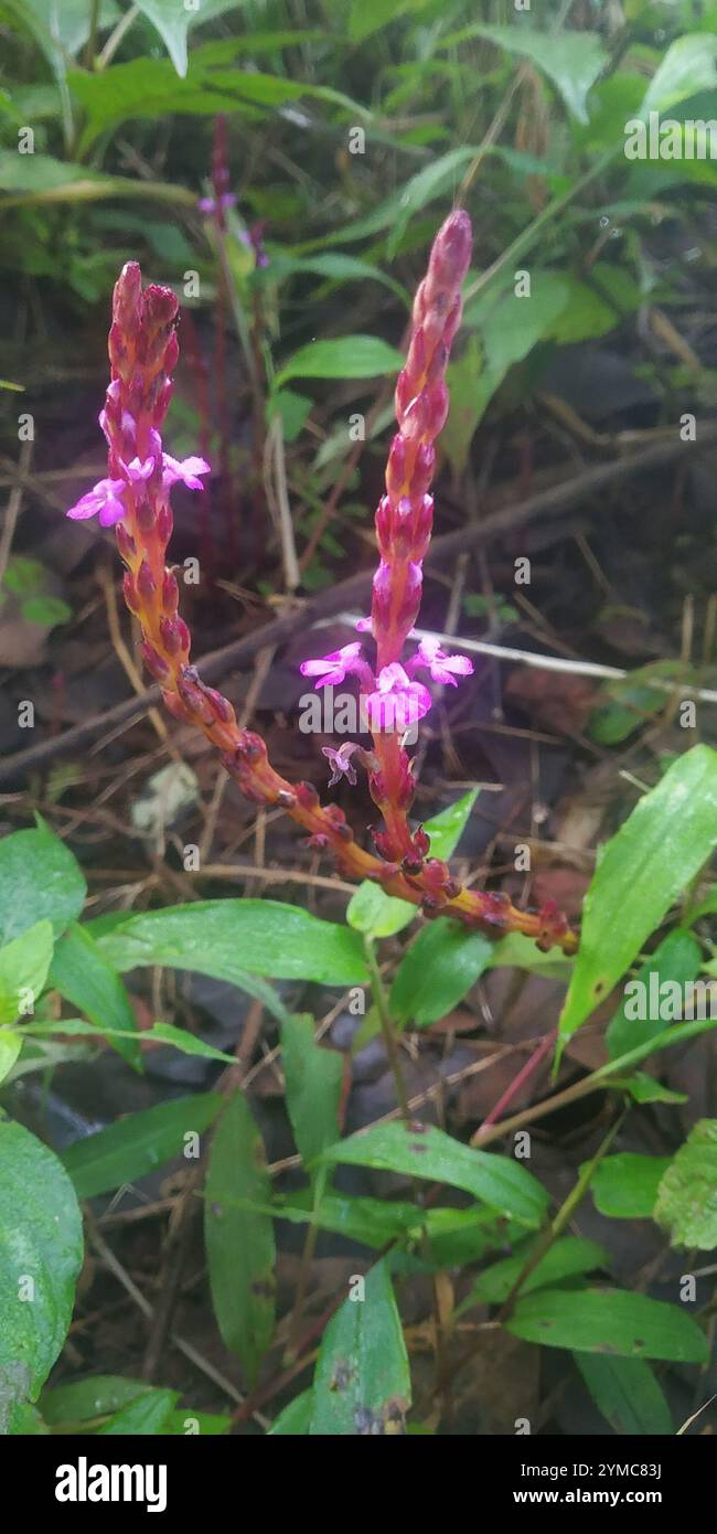 Witchweed hi-res stock photography and images - Alamy
