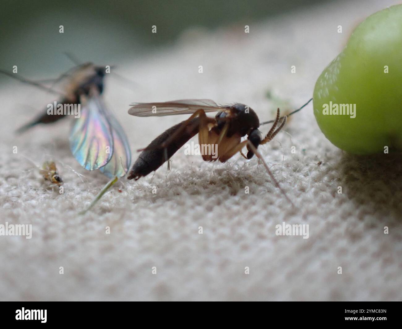 Fungus Gnats and Gall Midges (Sciaroidea Stock Photo - Alamy