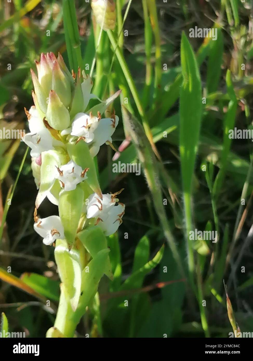 Satyrium ligulatum hi-res stock photography and images - Alamy