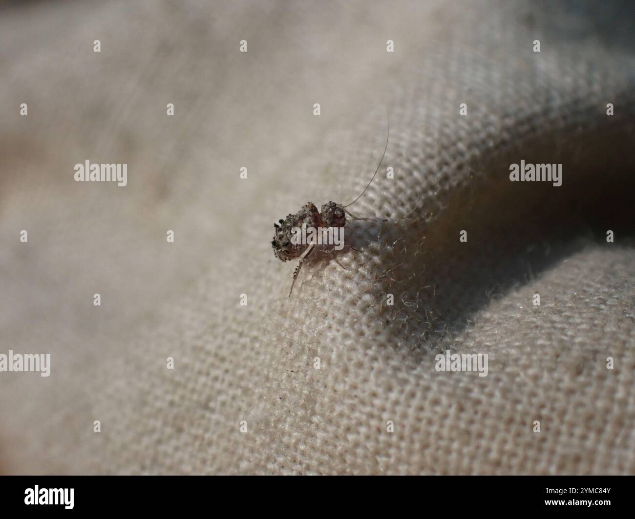 Barklice, Booklice, and Parasitic Lice (Psocodea Stock Photo - Alamy