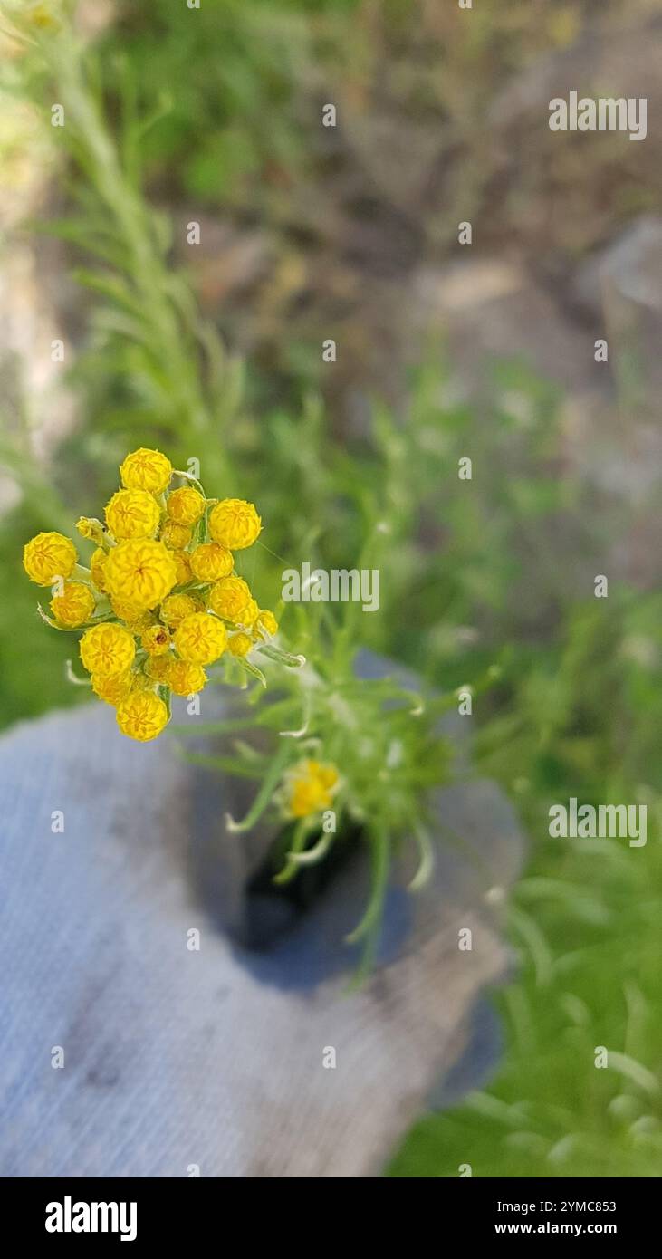 Chrysocephalum semipapposum hi-res stock photography and images - Alamy