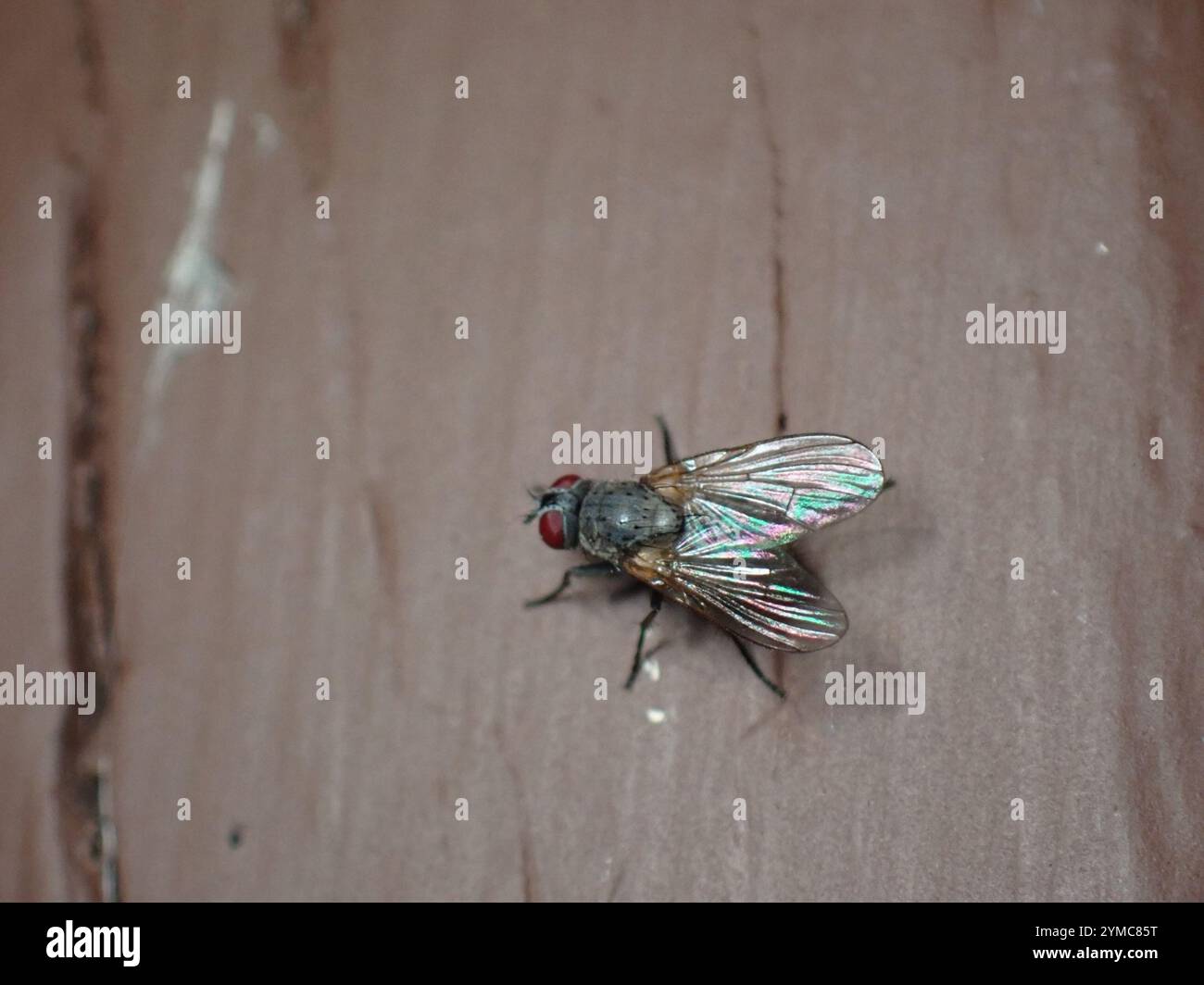 House Flies and Allies (Muscidae Stock Photo - Alamy