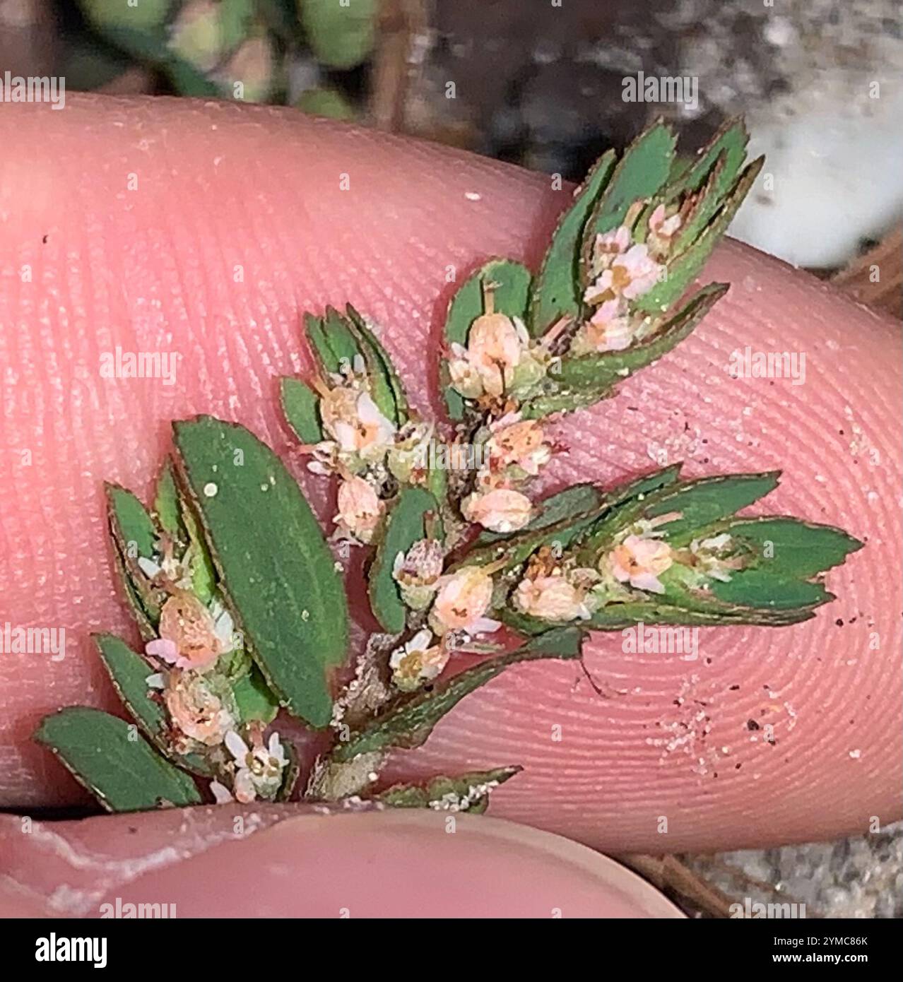 Red Caustic-creeper (Euphorbia thymifolia Stock Photo - Alamy
