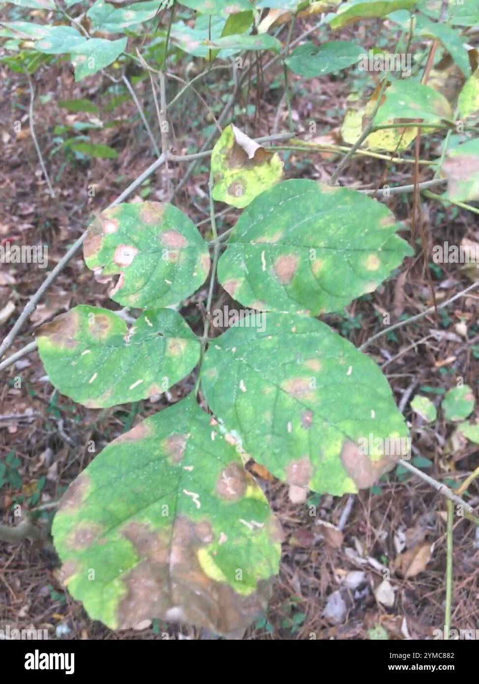 white ash (Fraxinus americana Stock Photo - Alamy