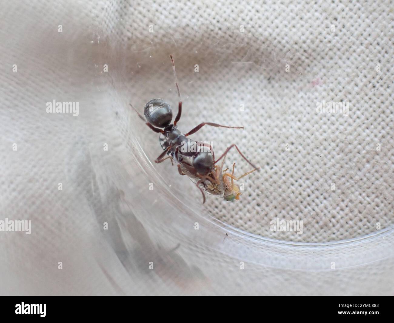 Wood, Mound, and Field Ants (Formica Stock Photo - Alamy