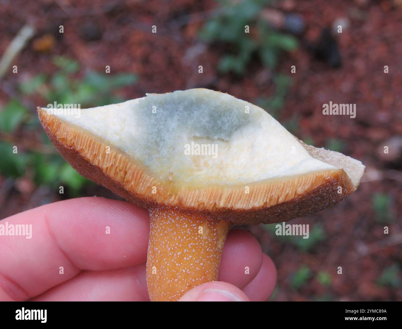 Blue-staining Slippery Jack (Suillus tomentosus Stock Photo - Alamy