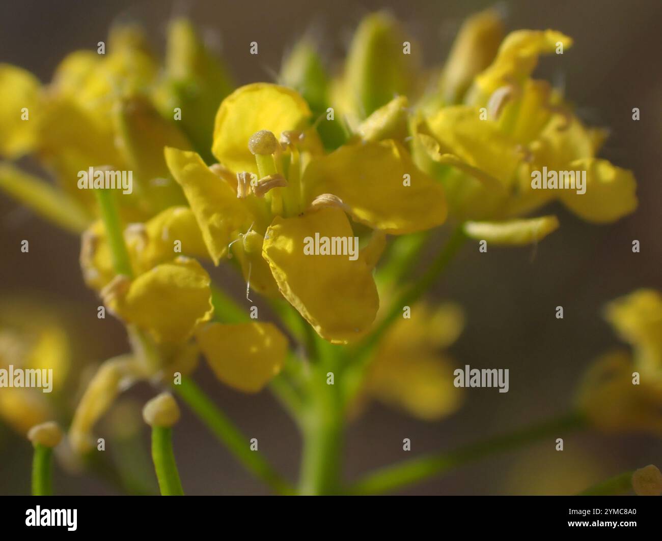 mustard family (Brassicaceae Stock Photo - Alamy