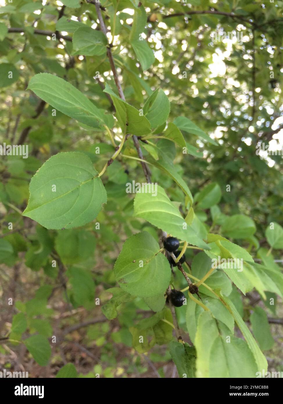 common buckthorn (Rhamnus cathartica Stock Photo - Alamy