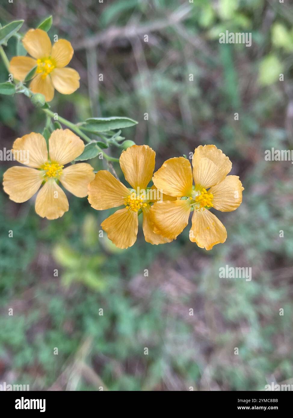 sweet Indian Mallow (Abutilon fruticosum Stock Photo - Alamy