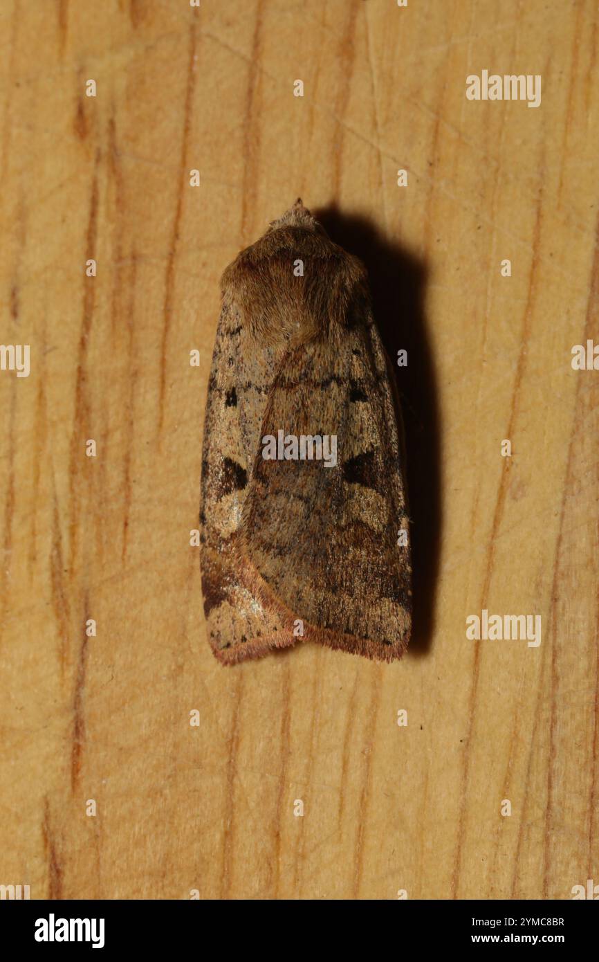 Diarsia mendica diarsia mendica hi-res stock photography and images - Alamy