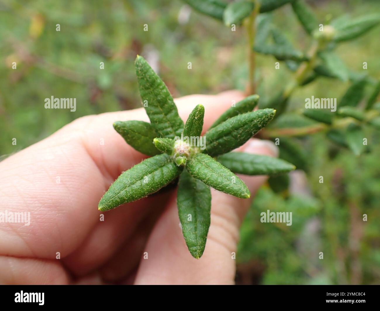 Bog Labrador Tea (Rhododendron groenlandicum Stock Photo - Alamy