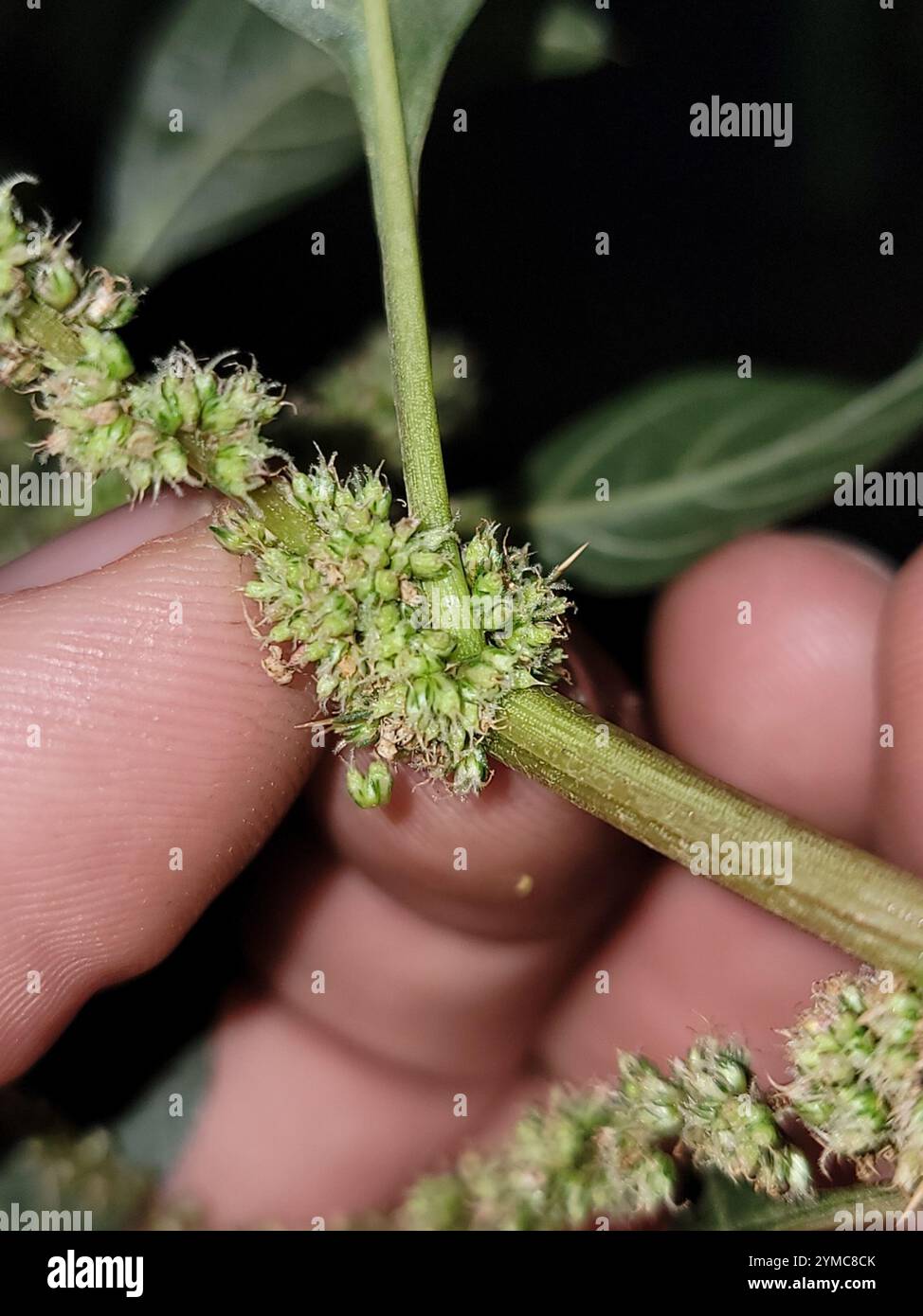 spiny amaranth (Amaranthus spinosus Stock Photo - Alamy