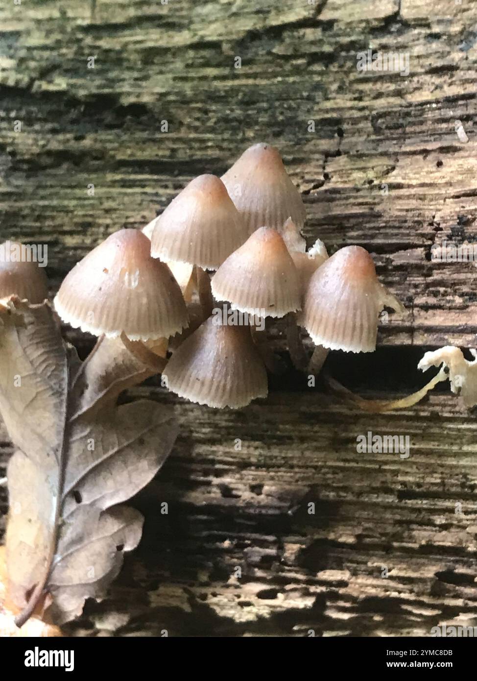 clustered bonnet (Mycena inclinata Stock Photo - Alamy