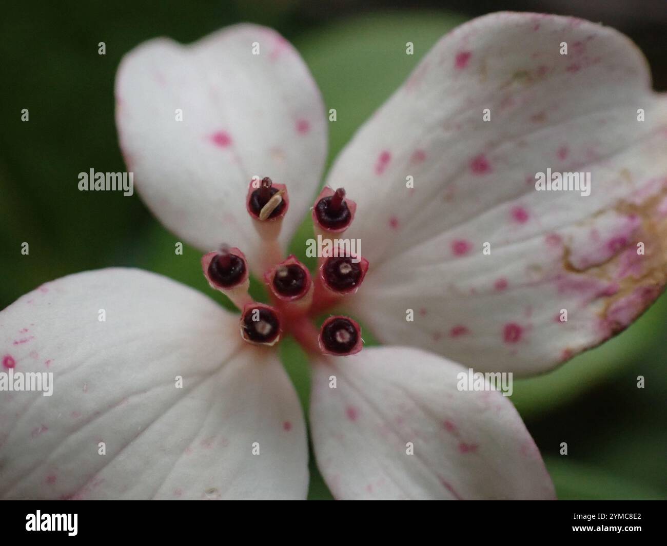 Canadian bunchberry (Cornus canadensis Stock Photo - Alamy