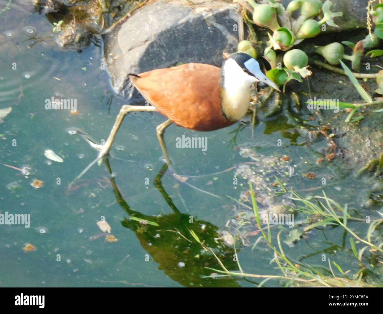 African Jacana (Actophilornis africanus Stock Photo - Alamy