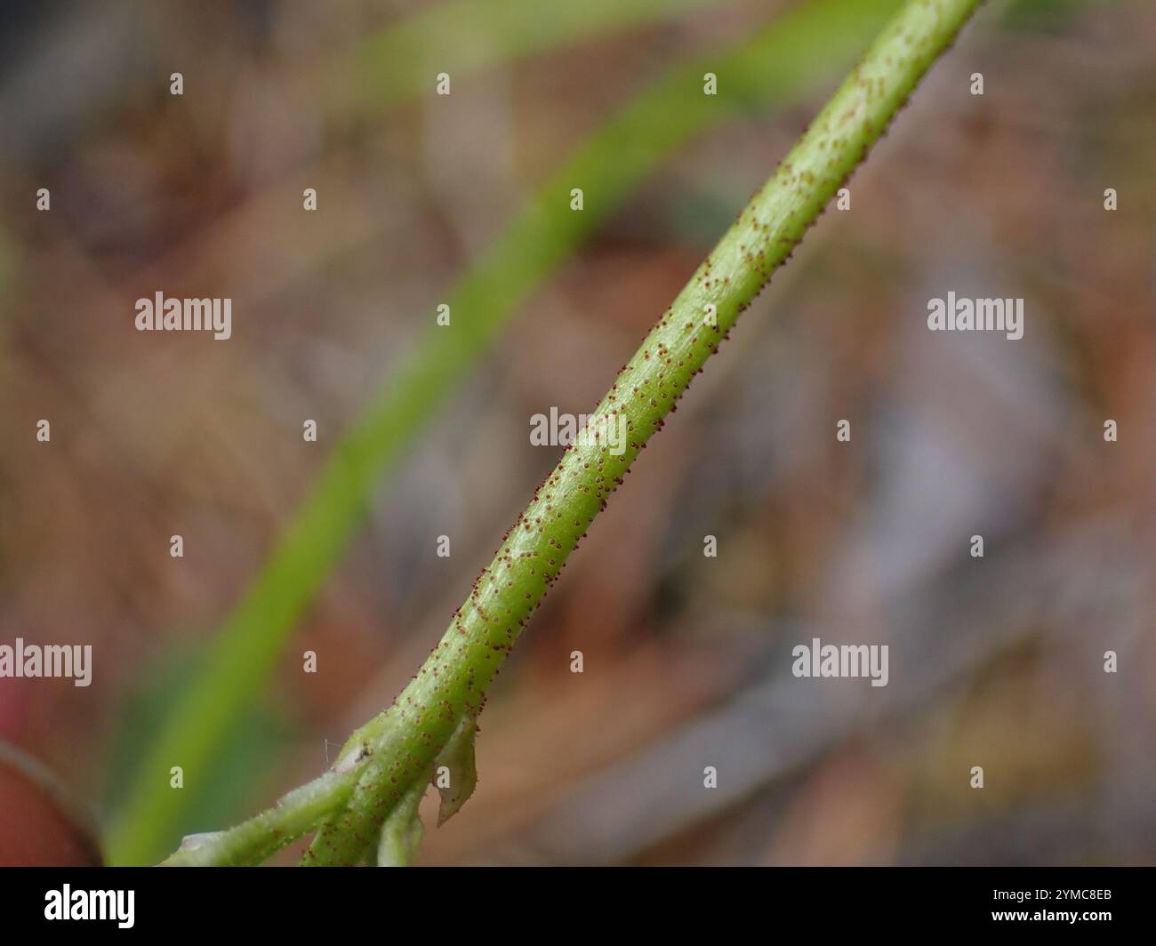 Sticky False Asphodel (Triantha glutinosa Stock Photo - Alamy