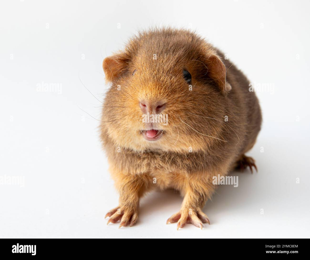 Pig sticking out tongue hi-res stock photography and images - Alamy