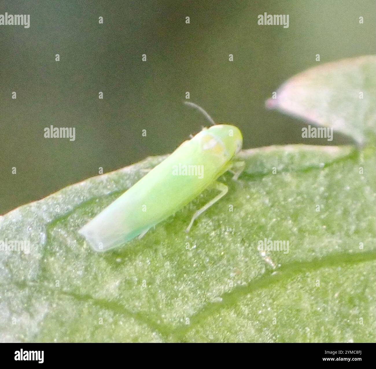Empoasca hi-res stock photography and images - Alamy