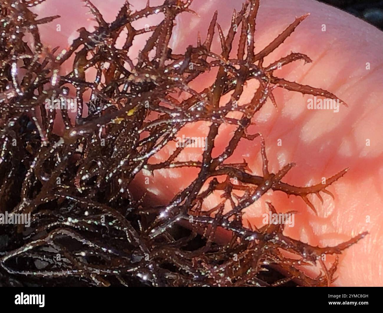 Scouring-pad alga (Endocladia muricata Stock Photo - Alamy