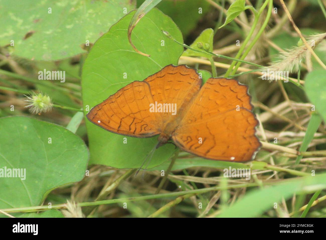 Angled Castor (Ariadne ariadne Stock Photo - Alamy