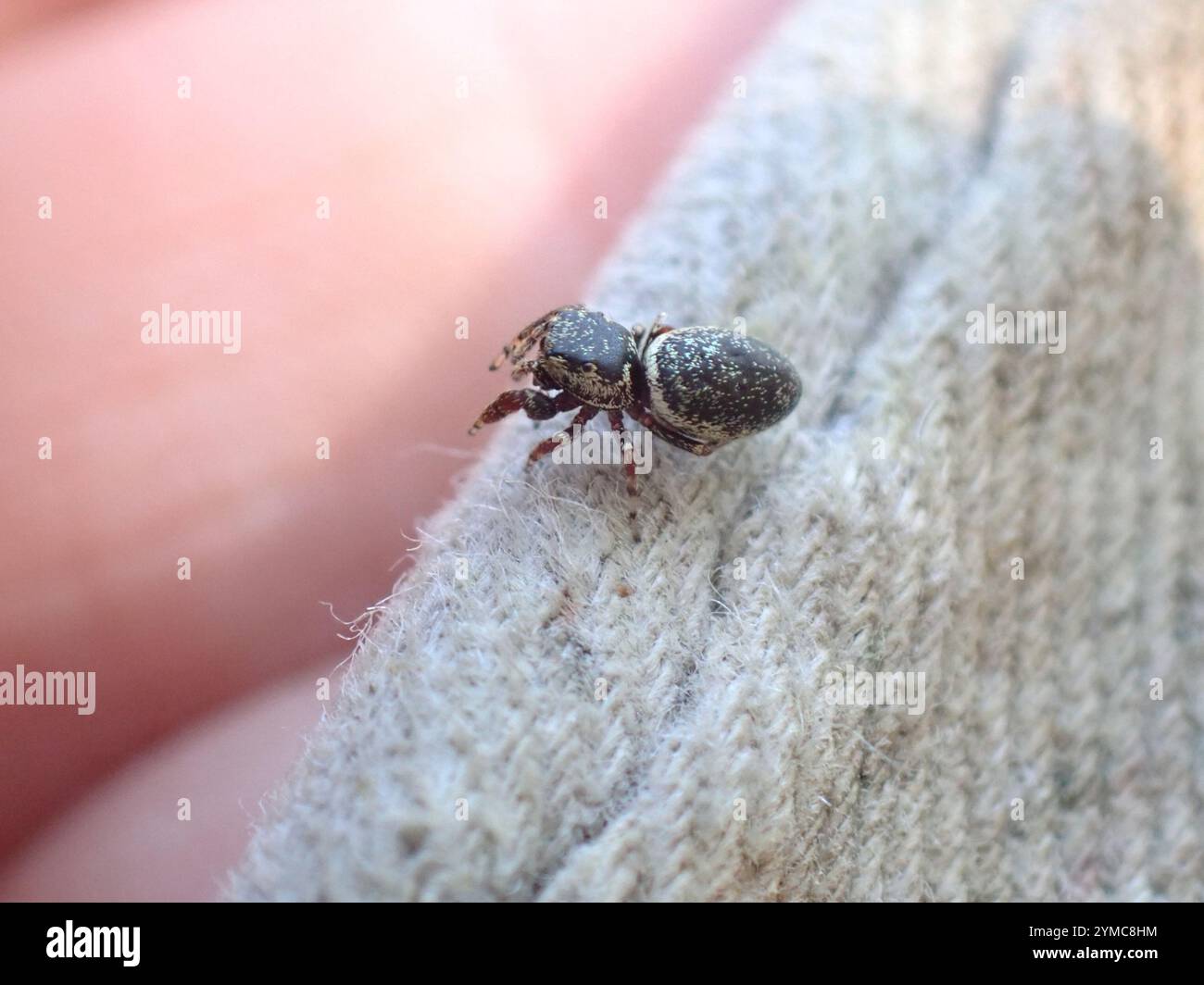Leaf-beetle Jumping Spiders (Sassacus Stock Photo - Alamy