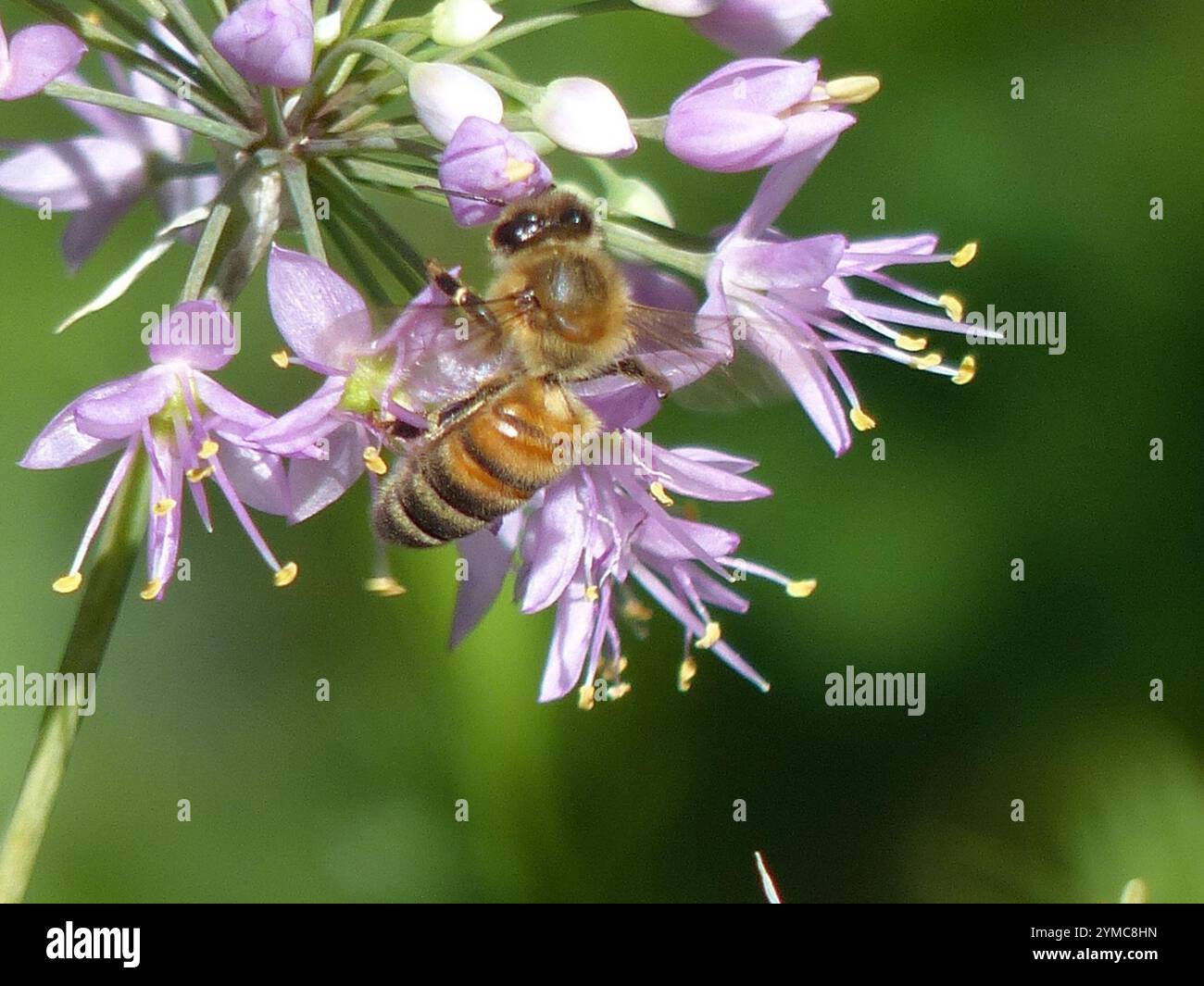 Western Honey Bee (Apis mellifera Stock Photo - Alamy