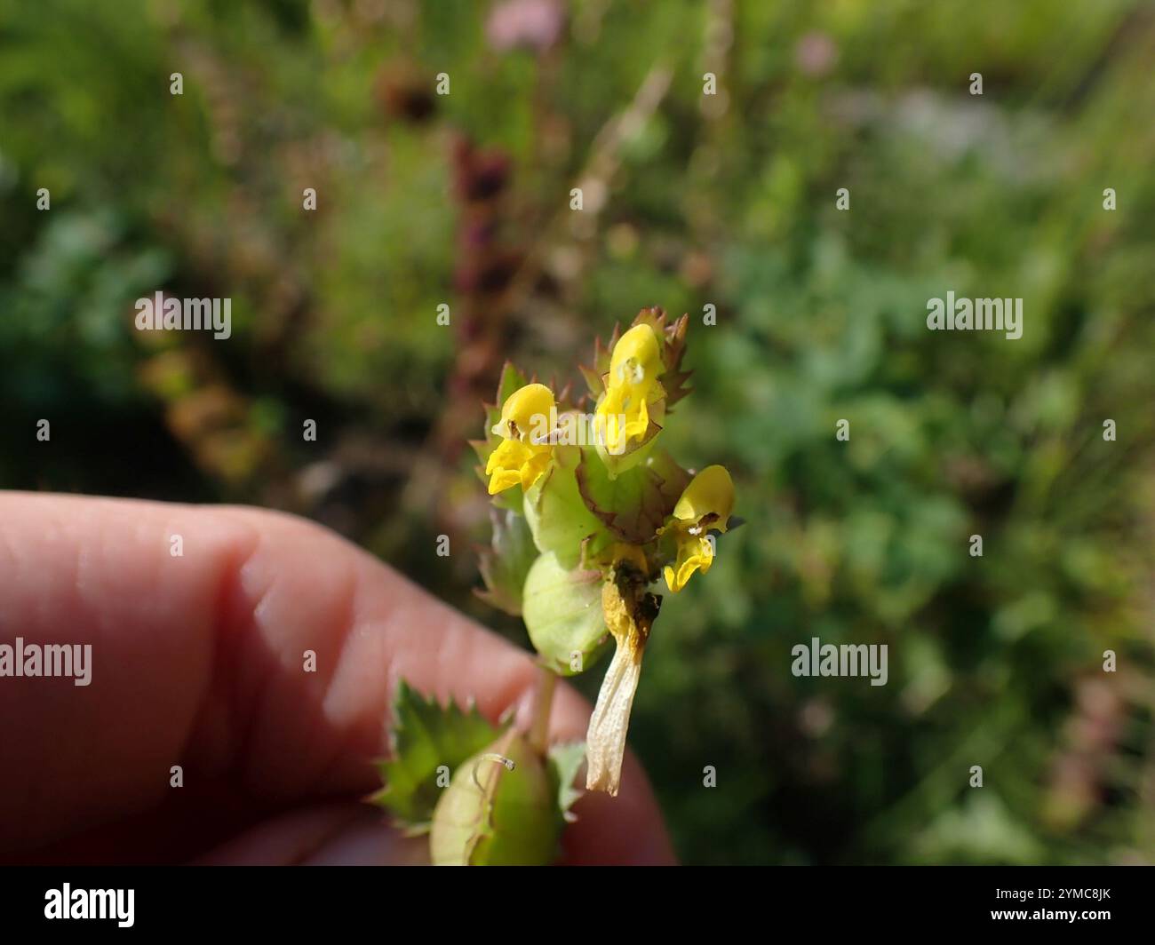 Little Yellow Rattle (Rhinanthus groenlandicus Stock Photo - Alamy