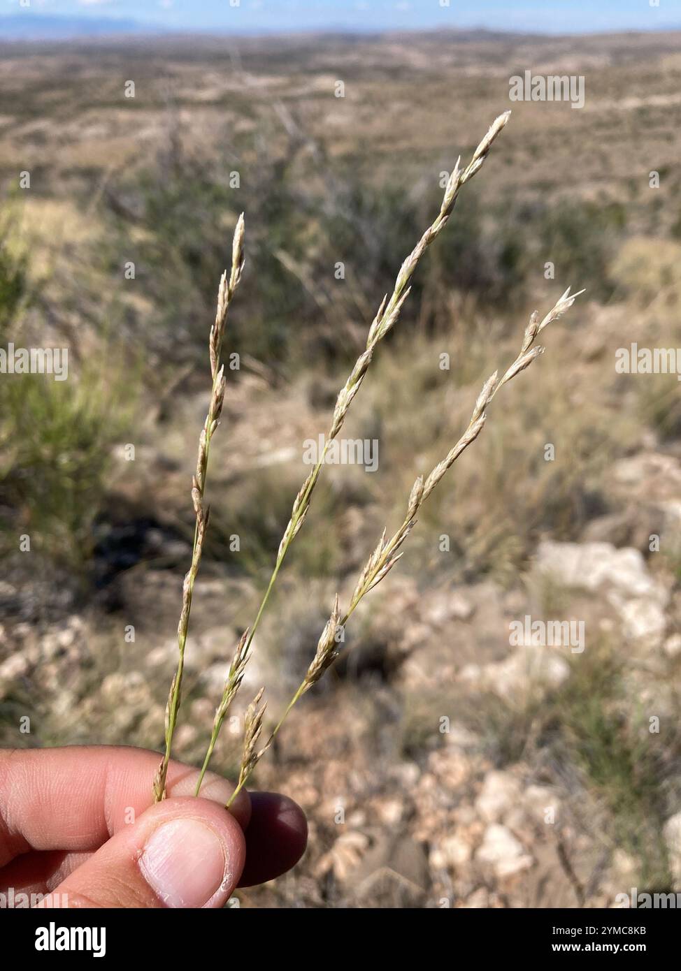 Slim Tridens (Tridens muticus Stock Photo - Alamy