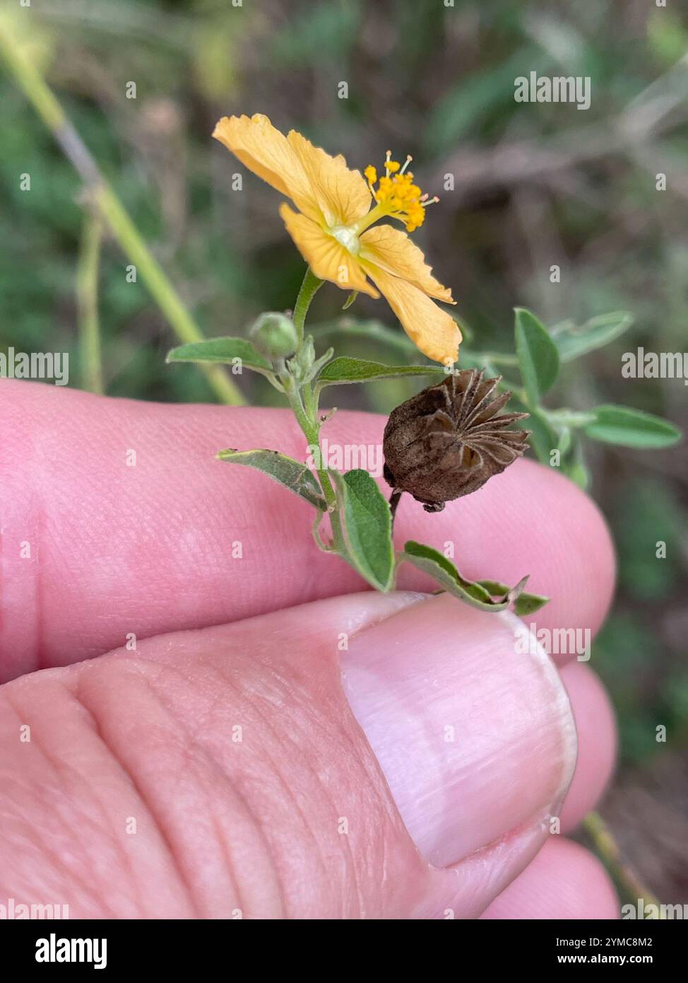 sweet Indian Mallow (Abutilon fruticosum Stock Photo - Alamy