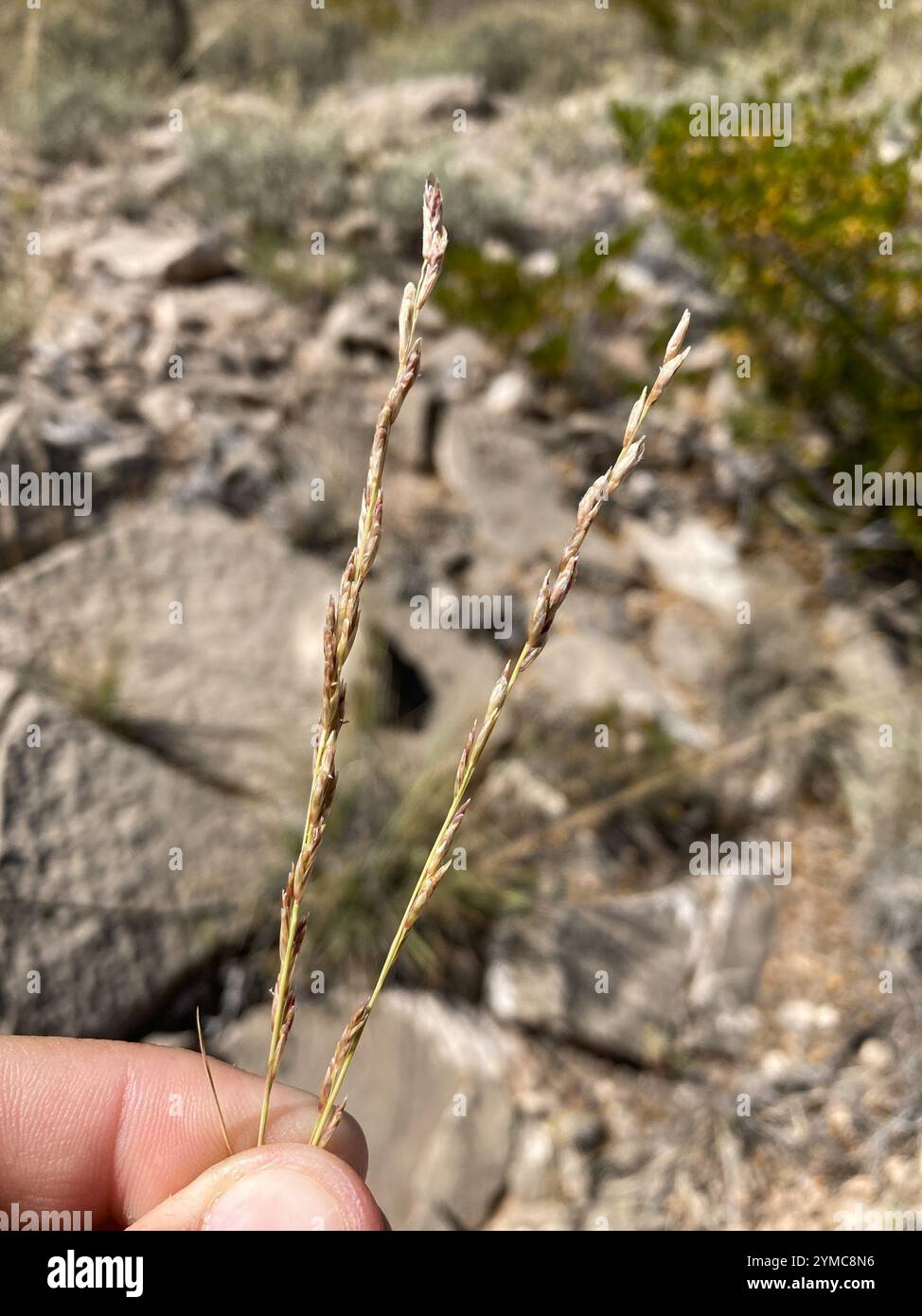Slim Tridens (Tridens muticus Stock Photo - Alamy