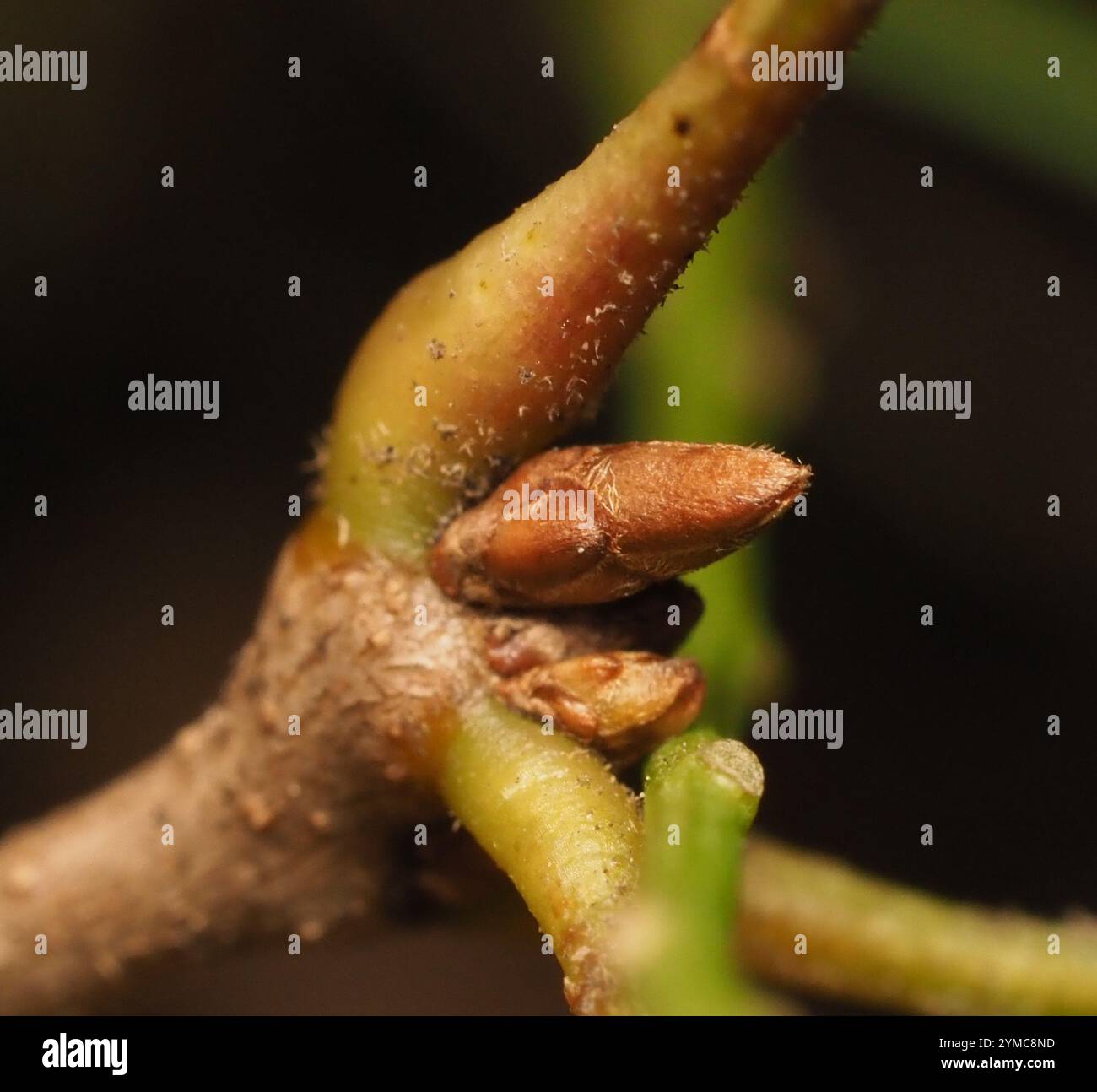 black oak (Quercus velutina Stock Photo - Alamy