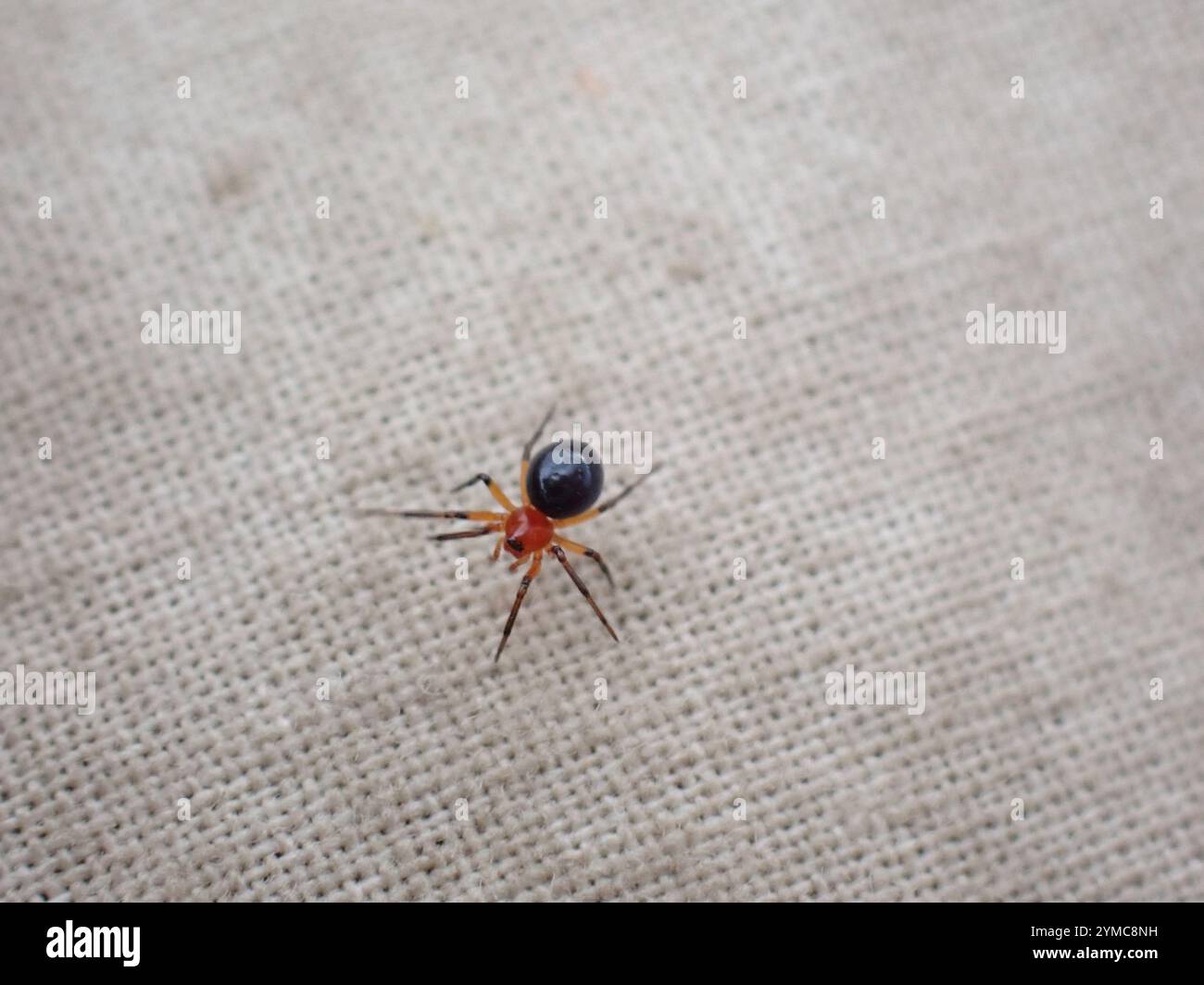 Sheetweb and Dwarf Weavers (Linyphiidae Stock Photo - Alamy