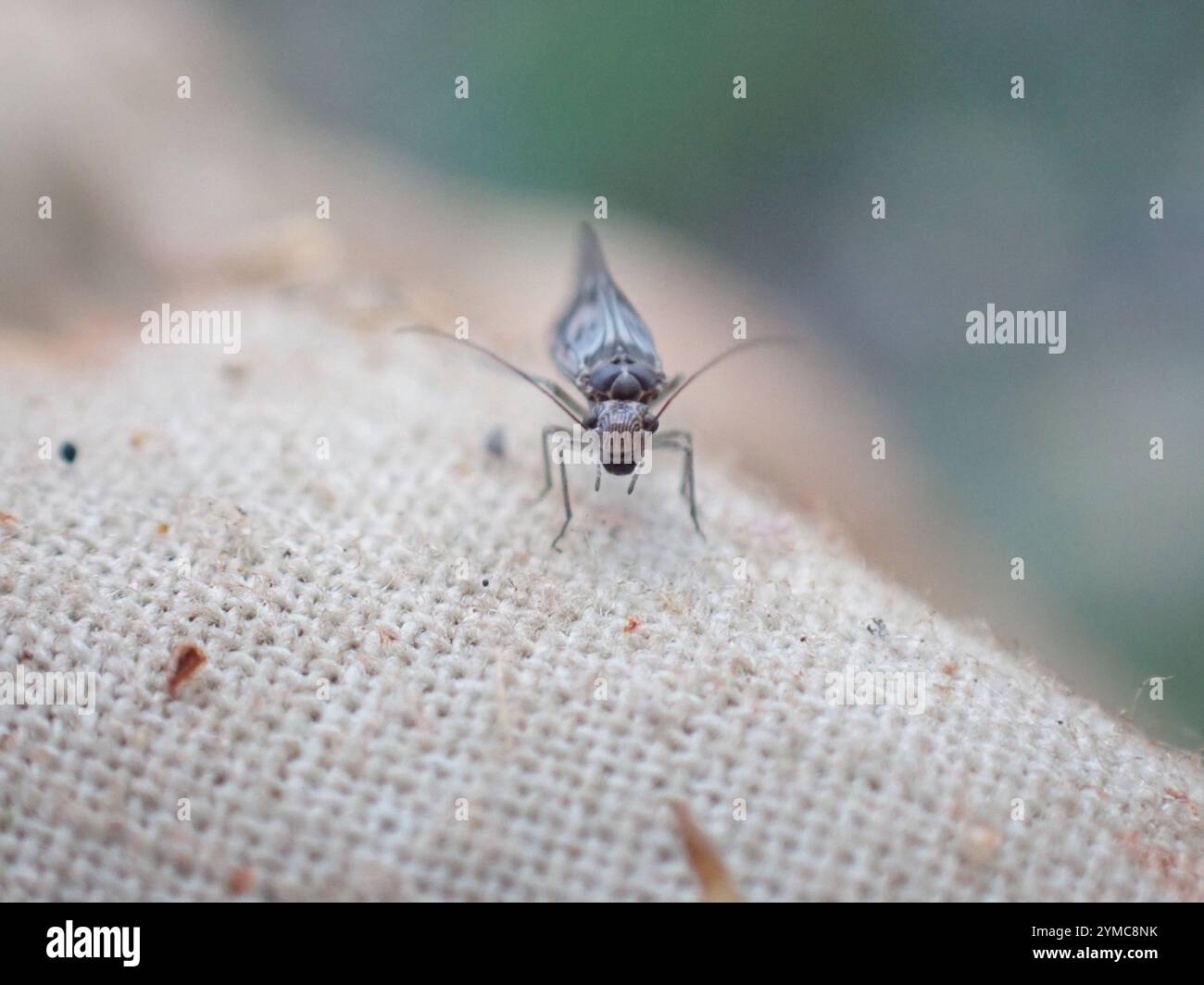 Common Barklice (Psocidae Stock Photo - Alamy