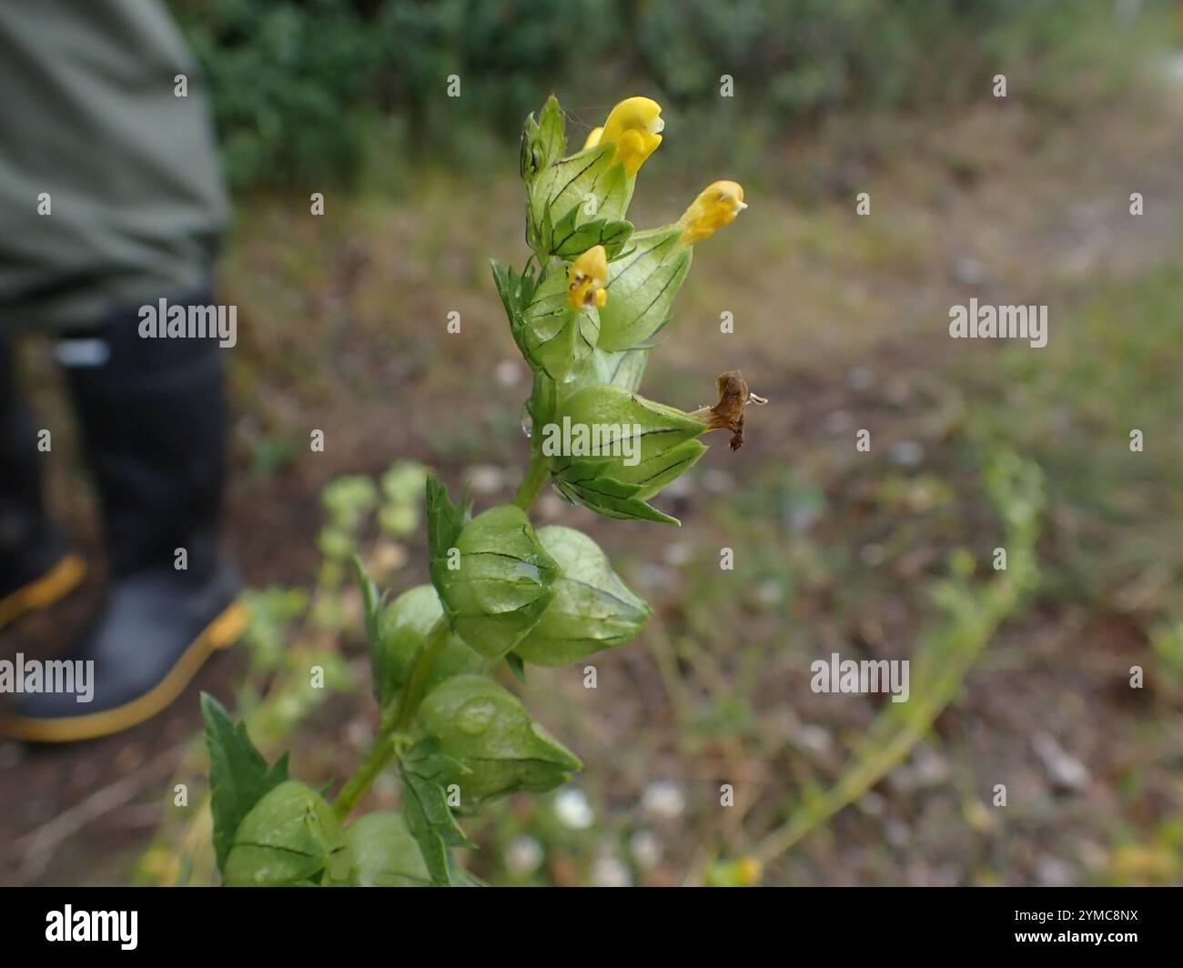 Little Yellow Rattle (Rhinanthus groenlandicus Stock Photo - Alamy