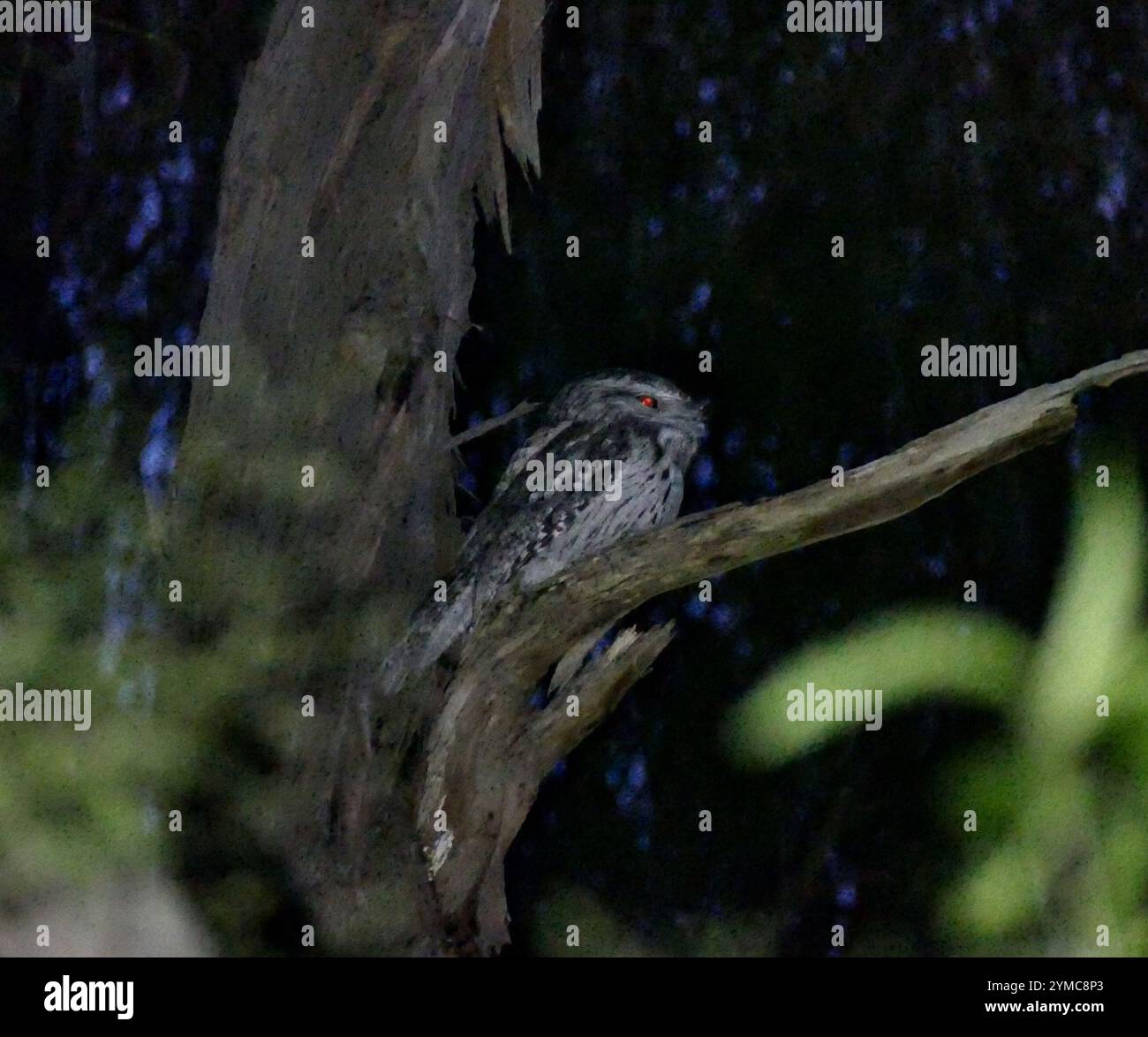 Tawny Frogmouth (Podargus strigoides Stock Photo - Alamy