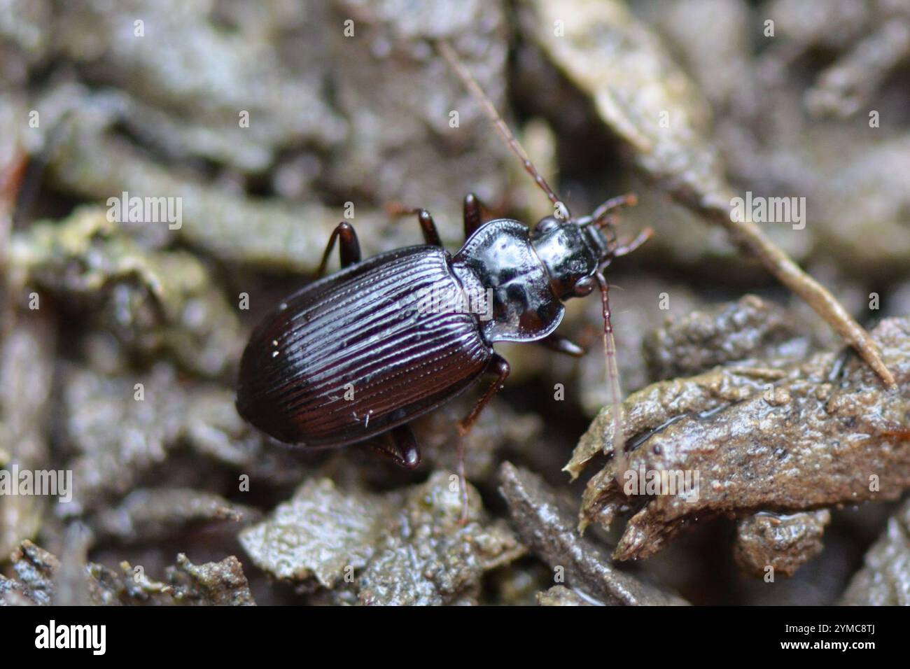 European Gazelle Beetle (Nebria brevicollis Stock Photo - Alamy
