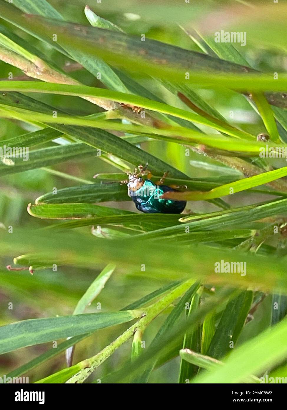 Acacia beetle hi-res stock photography and images - Alamy