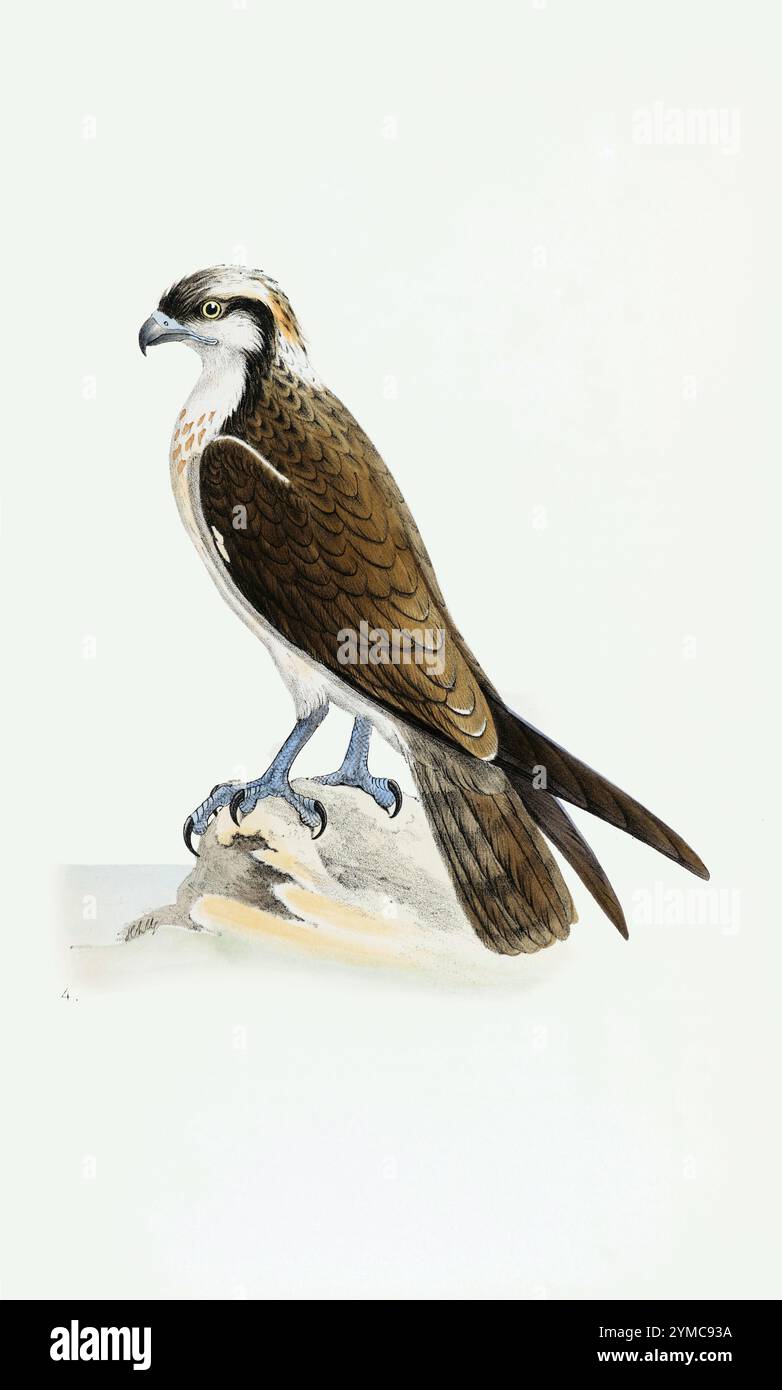 L osprey hi-res stock photography and images - Alamy